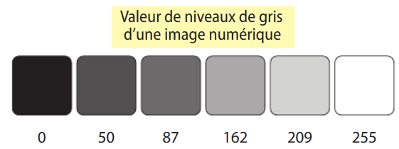 Le traitement de l'image : de la couleur aux niveaux de gris ...